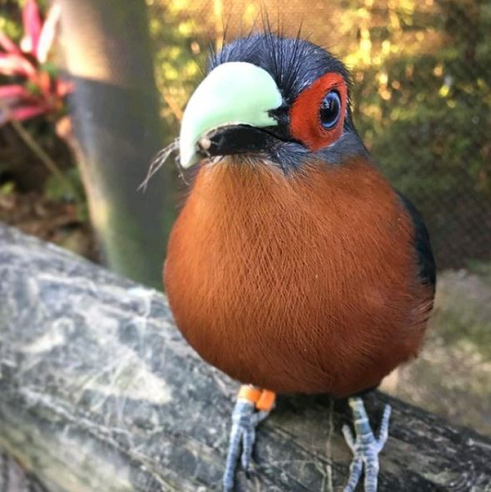 A Clown-Like Bird That Is Sure To Turn Your Heads, A Striking Bird ...
