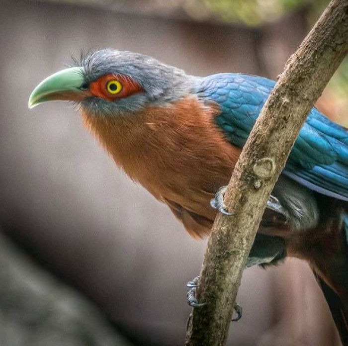 A Clown-Like Bird That Is Sure To Turn Your Heads, A Striking Bird ...