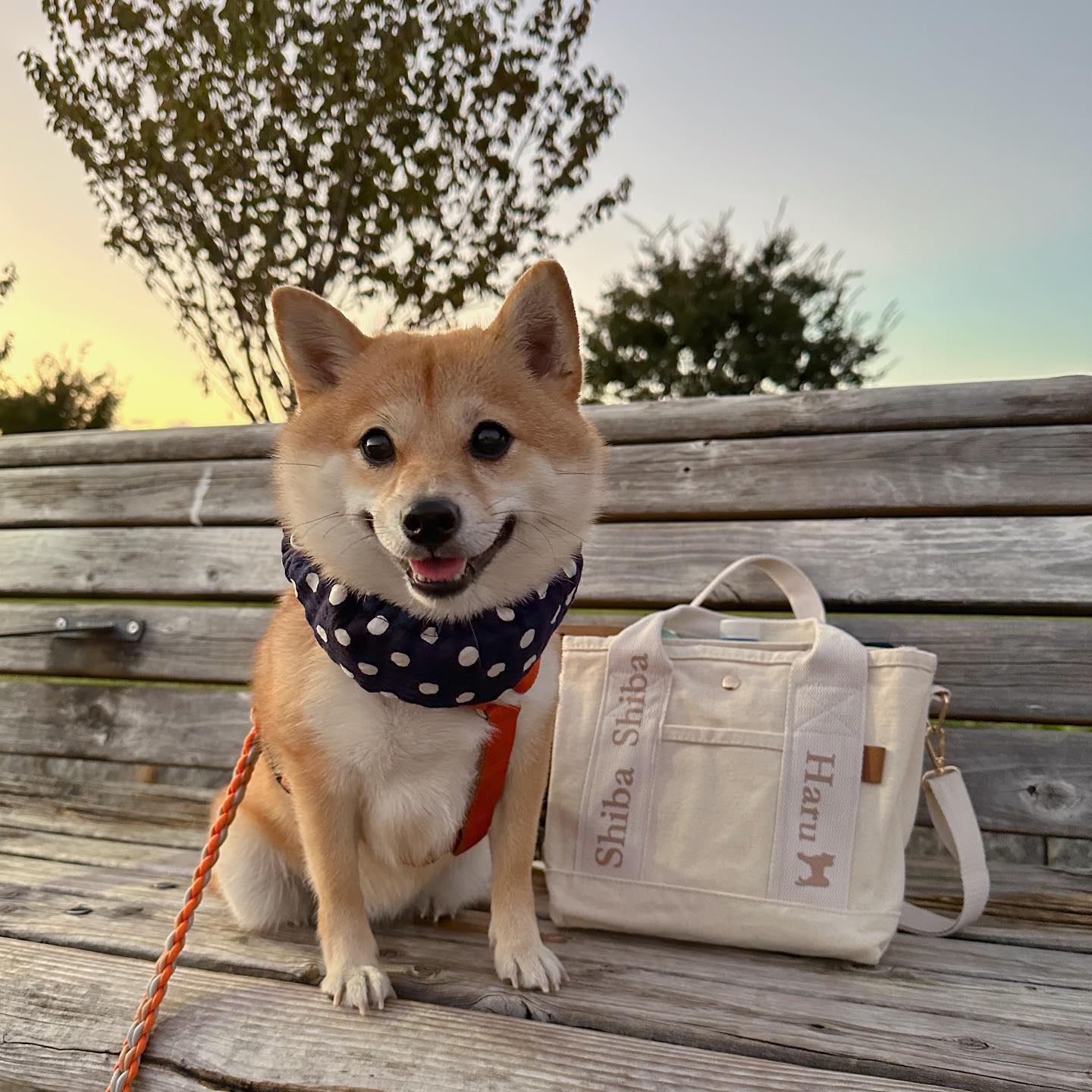 The Shiba Inu Japan’s Spirited Canine Companion - Amazing