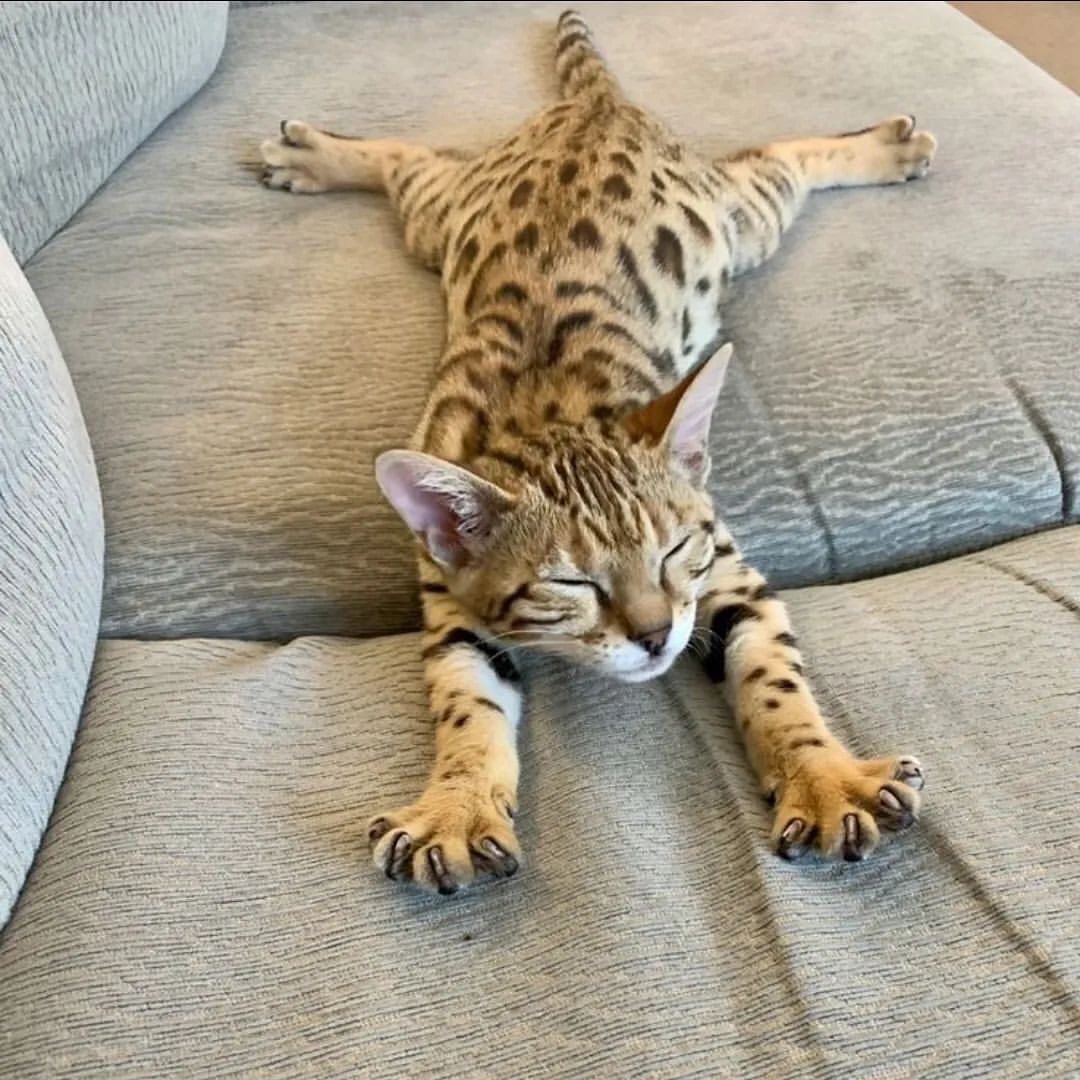 Exploring the Adorable World of Kittens - Amazing