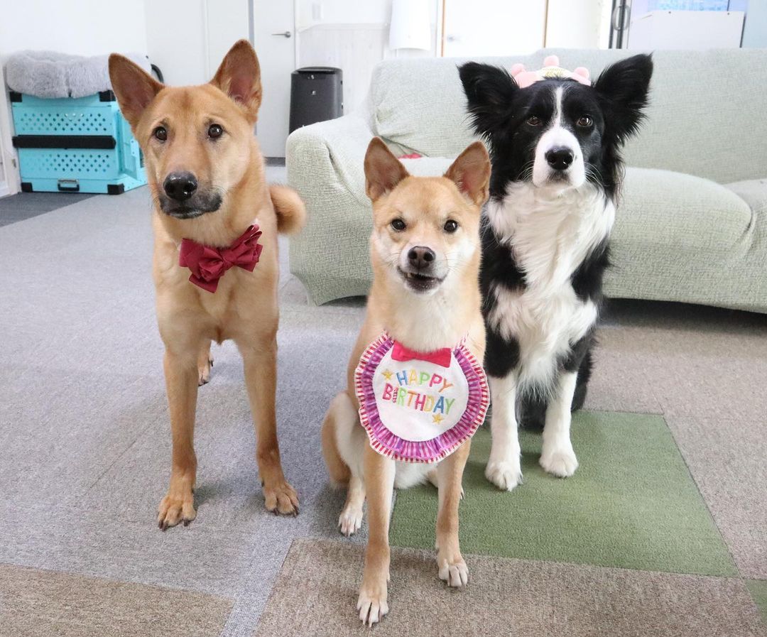 Koyuki and the Border Collie Duo A Tale of Two Dogs in Japan - Amazing