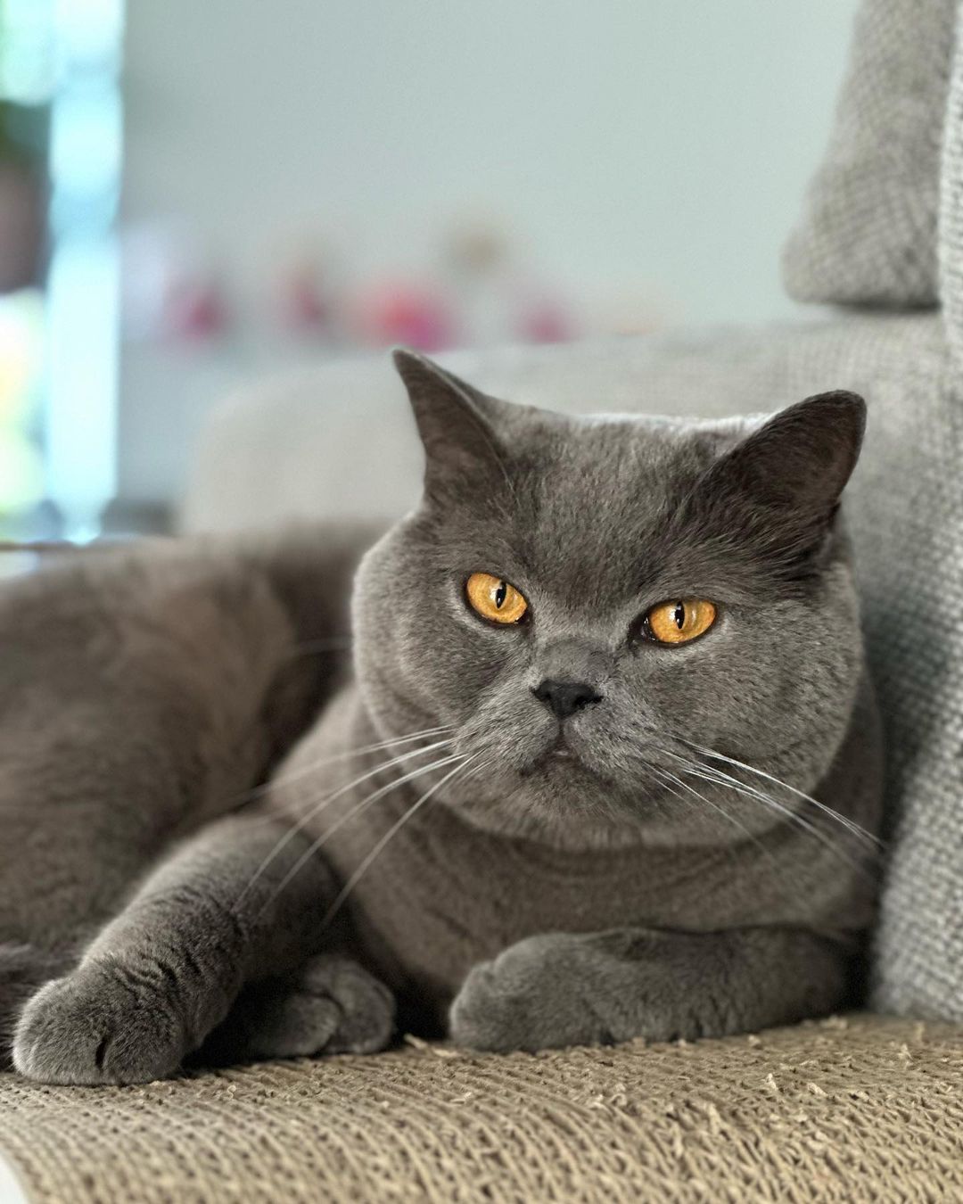 The British Shorthair Cat A Pawsitively Remarkable Breed - Amazing